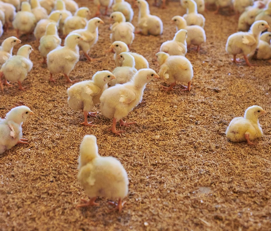 pd2-litter-treatment